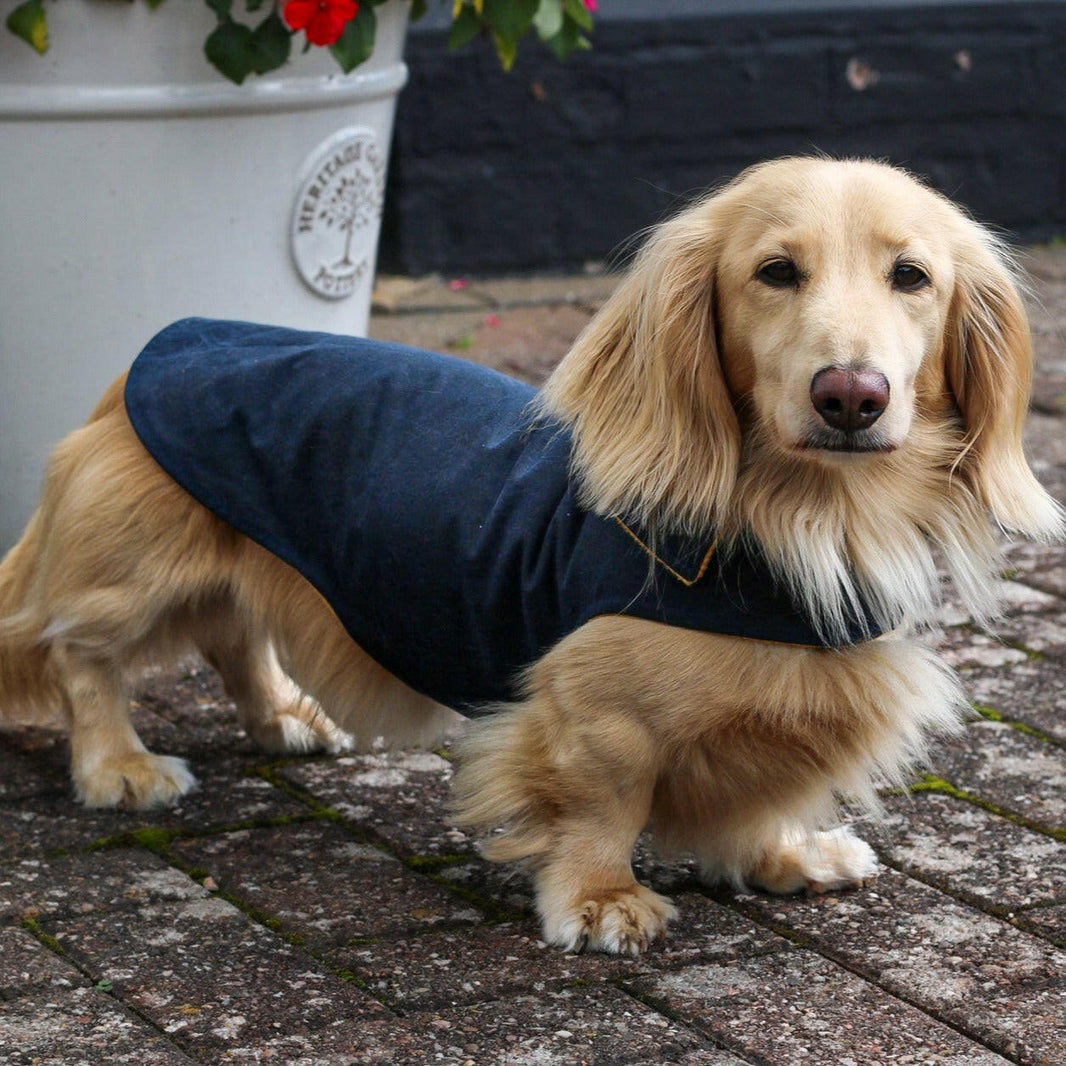 HANDMADE, WATERPROOF DOG COATS – Hugo and Ted